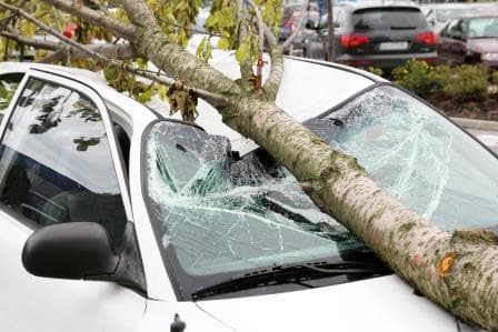 Tree Hitting a Car, Is This Comp or Collision Coverage? | Huff ...